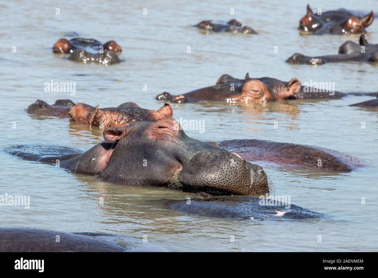 Hippo resting its head on the body of its mate Stock Photo - Alamy