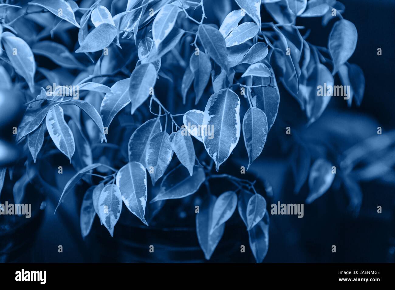 The leaves of ficus Benjamin in a classic blue color.The main color of ...
