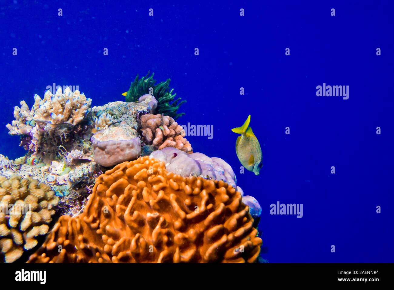 Close up underwater view of Coral reefs and small colorful fishes, with ...