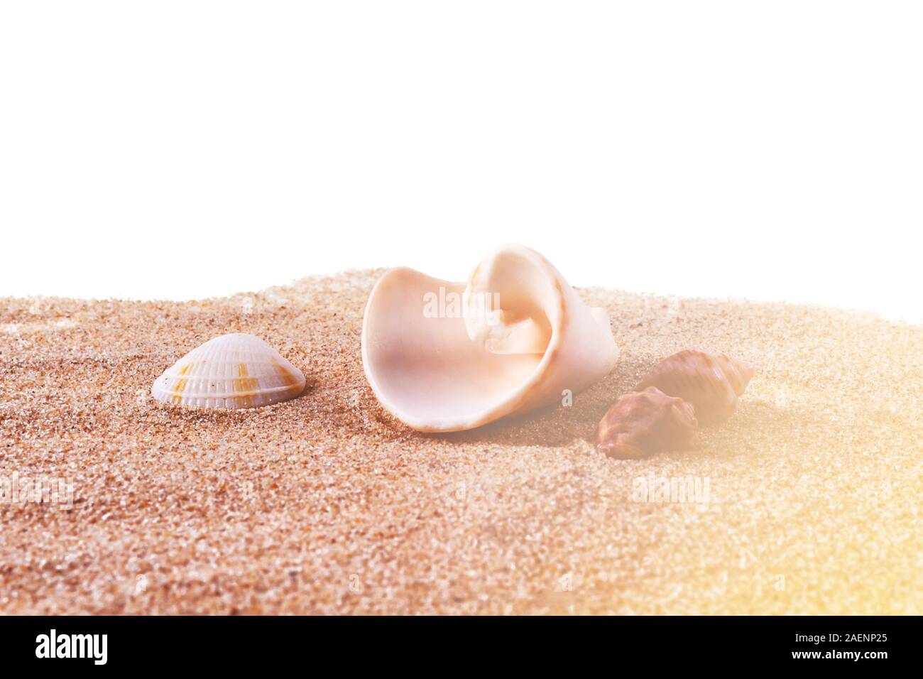 Different small sea shells on fine sand. Isolated on white background ...