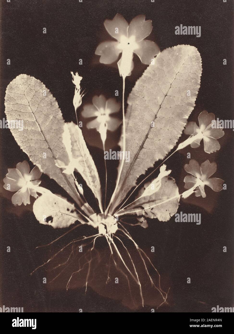 Early 19th century botany hi-res stock photography and images - Alamy