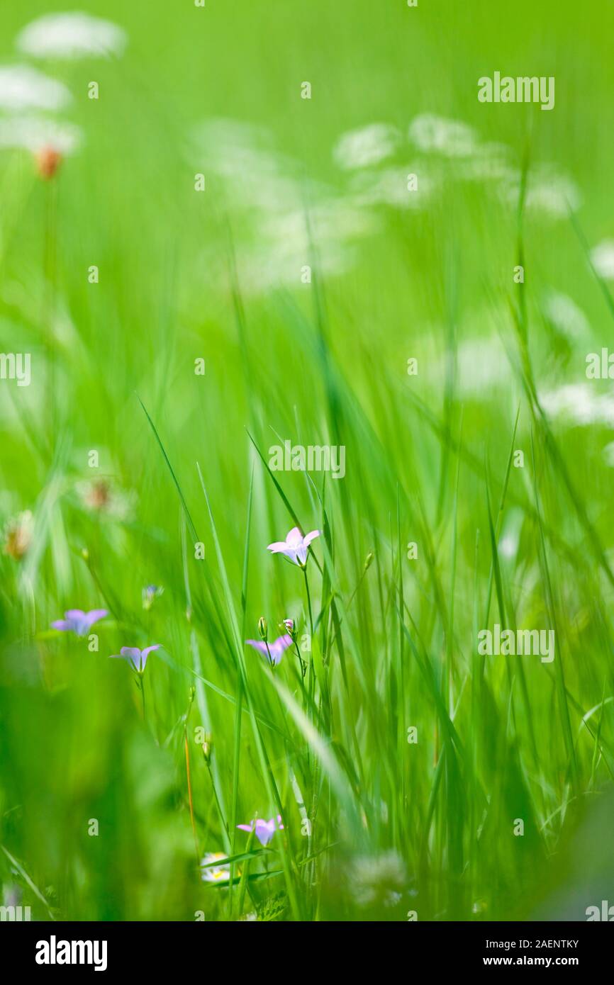 Short depth of field plant hi-res stock photography and images - Alamy