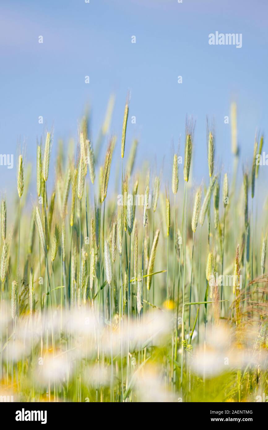 field of rye Stock Photo - Alamy