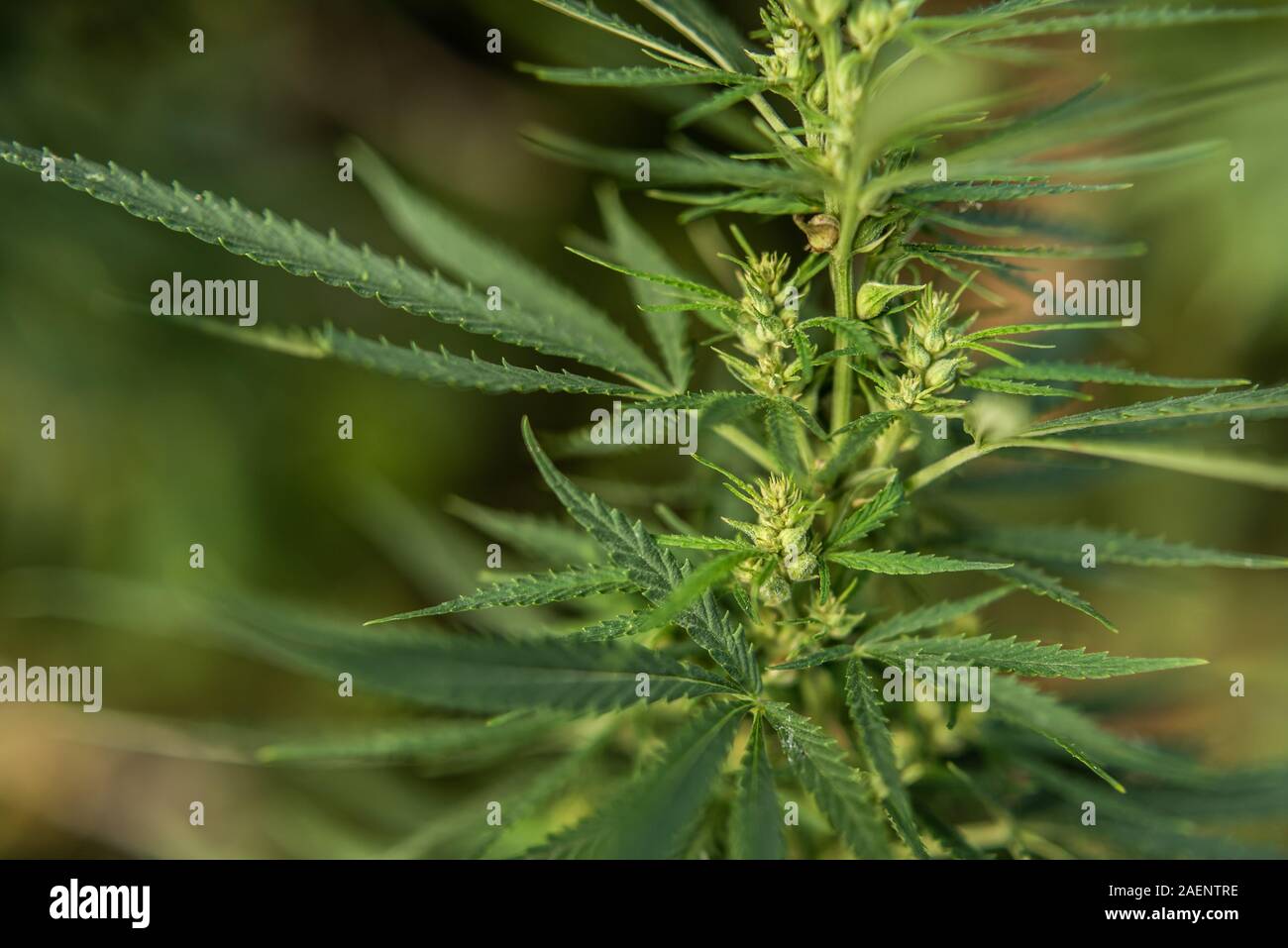 Fresh agricultural hemp grows in the countryside Stock Photo - Alamy