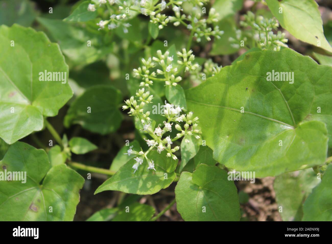 Flowers of creeper Stock Photo - Alamy