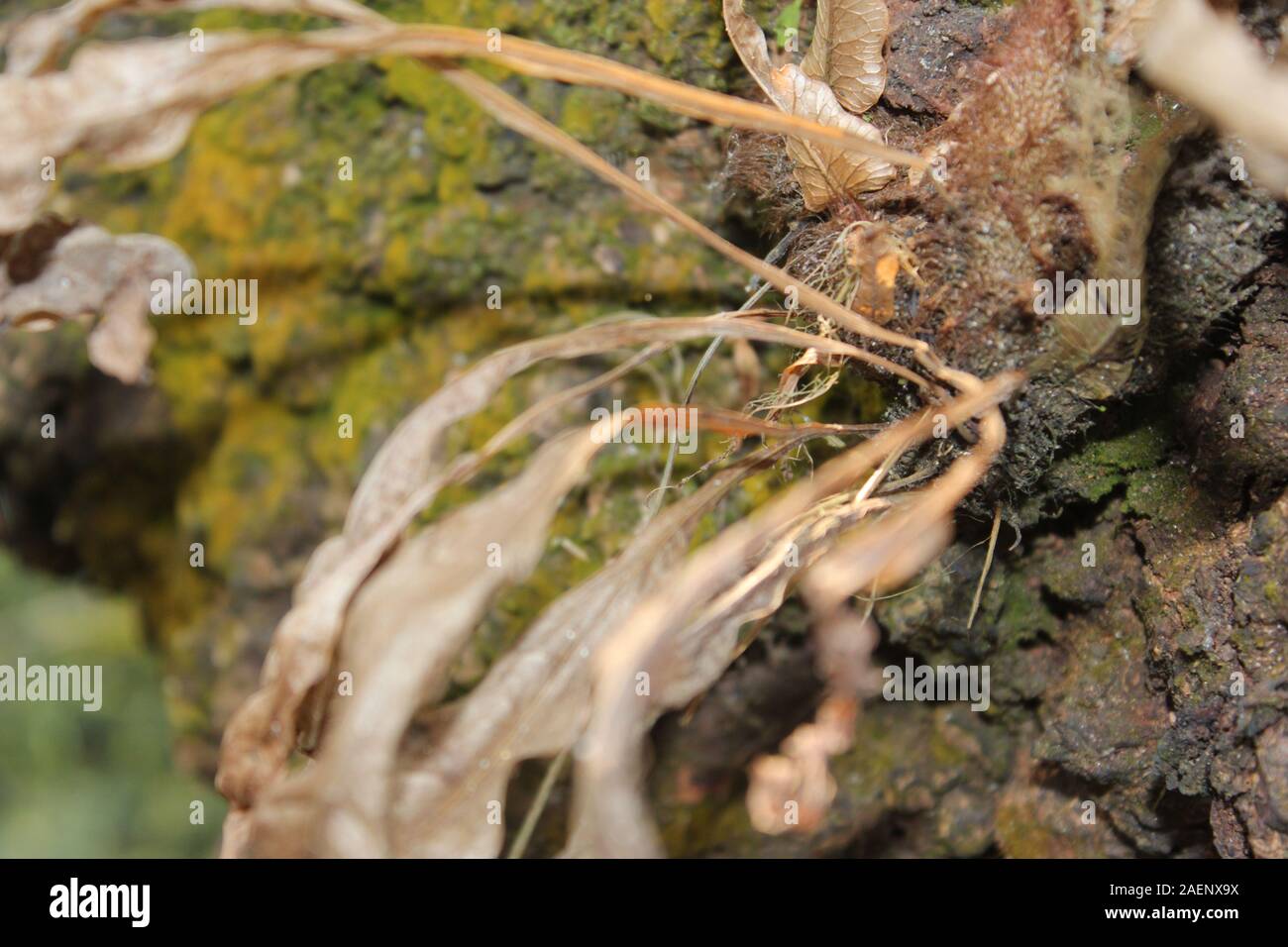 Dead fern on rock Stock Photo - Alamy