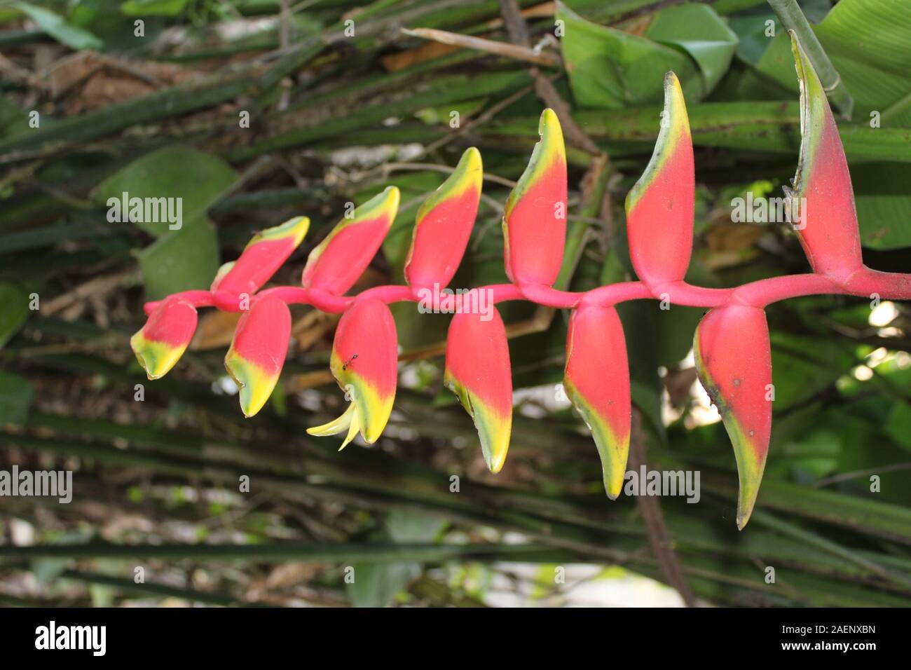 Bangla red flower hi-res stock photography and images - Alamy