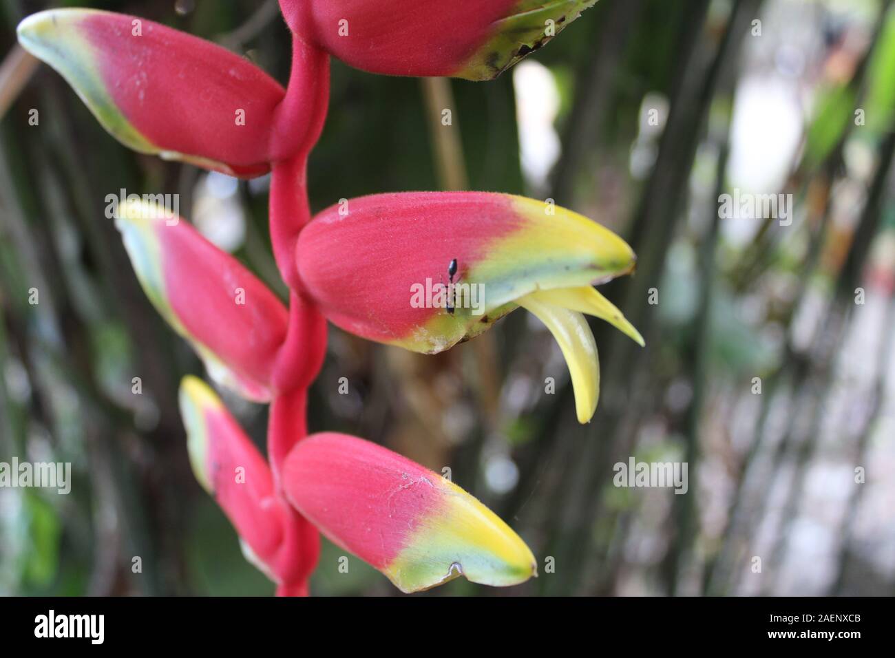 Flower with red and golden color Stock Photo - Alamy