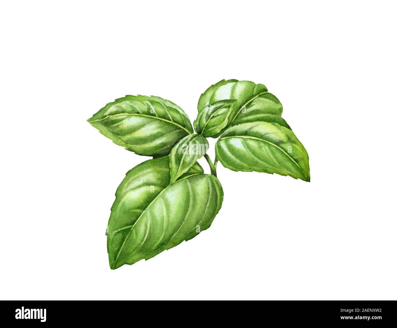 Basil Illustration
