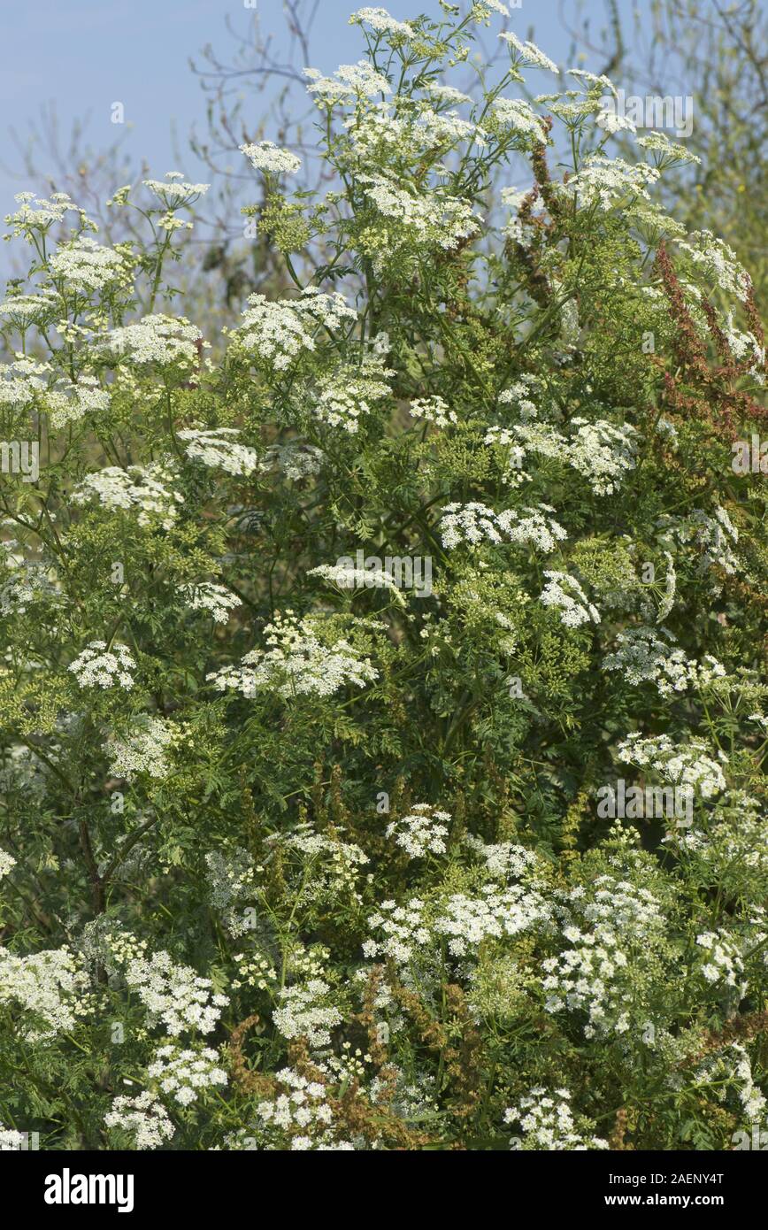 Large flowering hemlock, Conium maculatum, plants beginning to go to ...