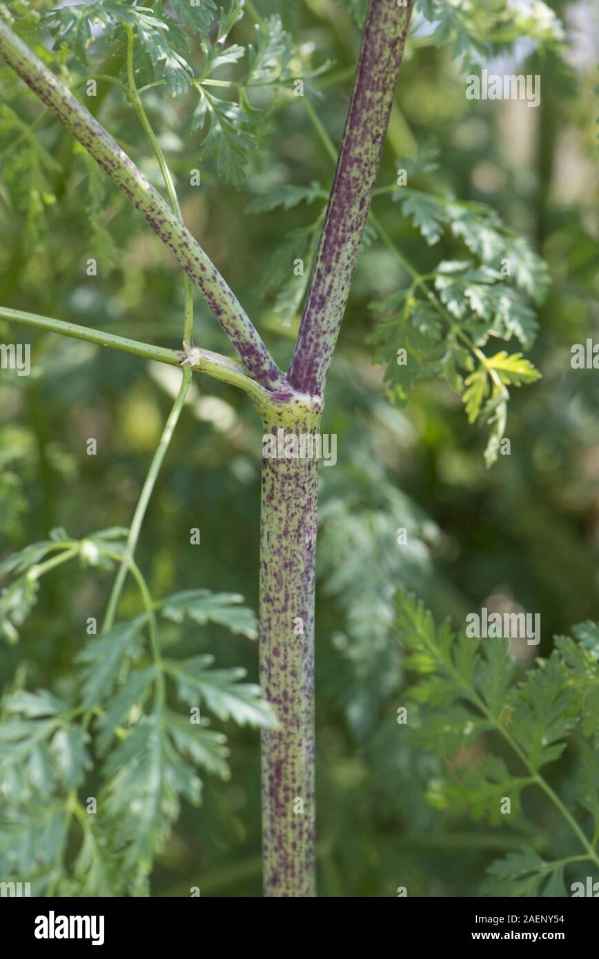Purple spotted stems characteristic of hemlock, Conium maculatum ...