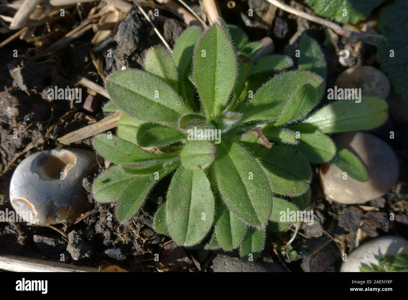 Leaf rosette of a young forget-me-not, Myosotis arvensis, plant on ...
