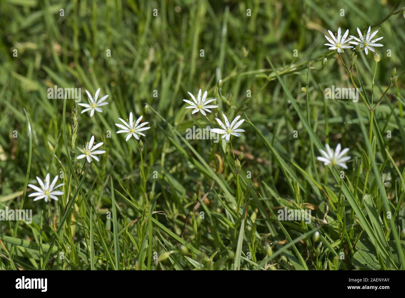 Lesser stitchwort, common starwort, Stellaria graminea, delicate white ...