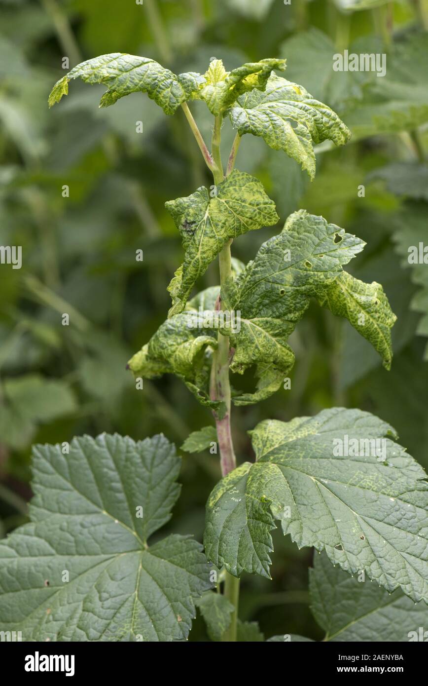 Currant-sowthistle aphid, Hyperomyzus lactucae, leaf distortion ...
