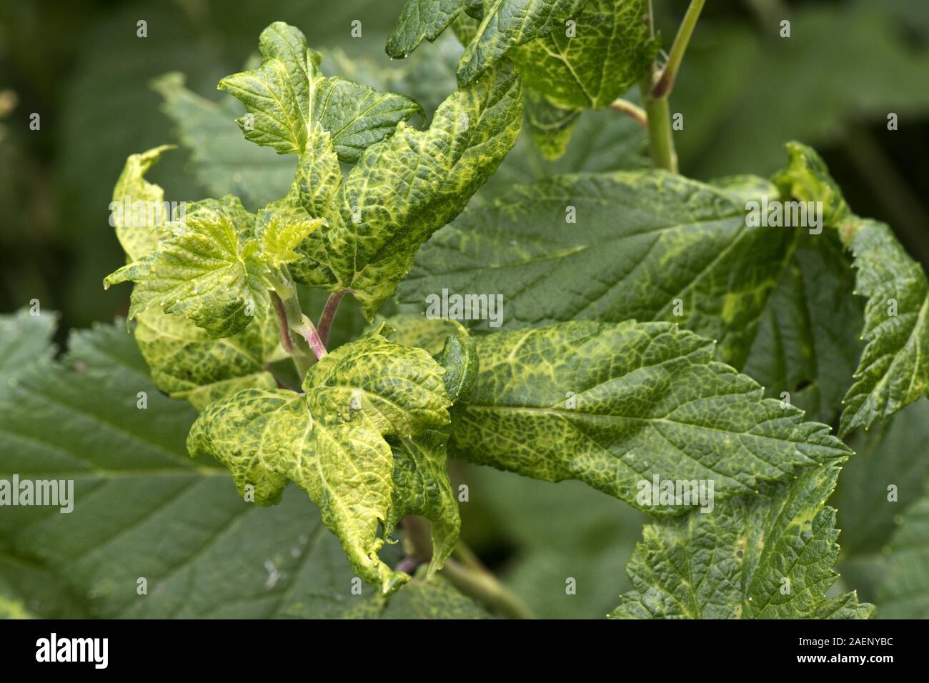 Mottling hi-res stock photography and images - Alamy