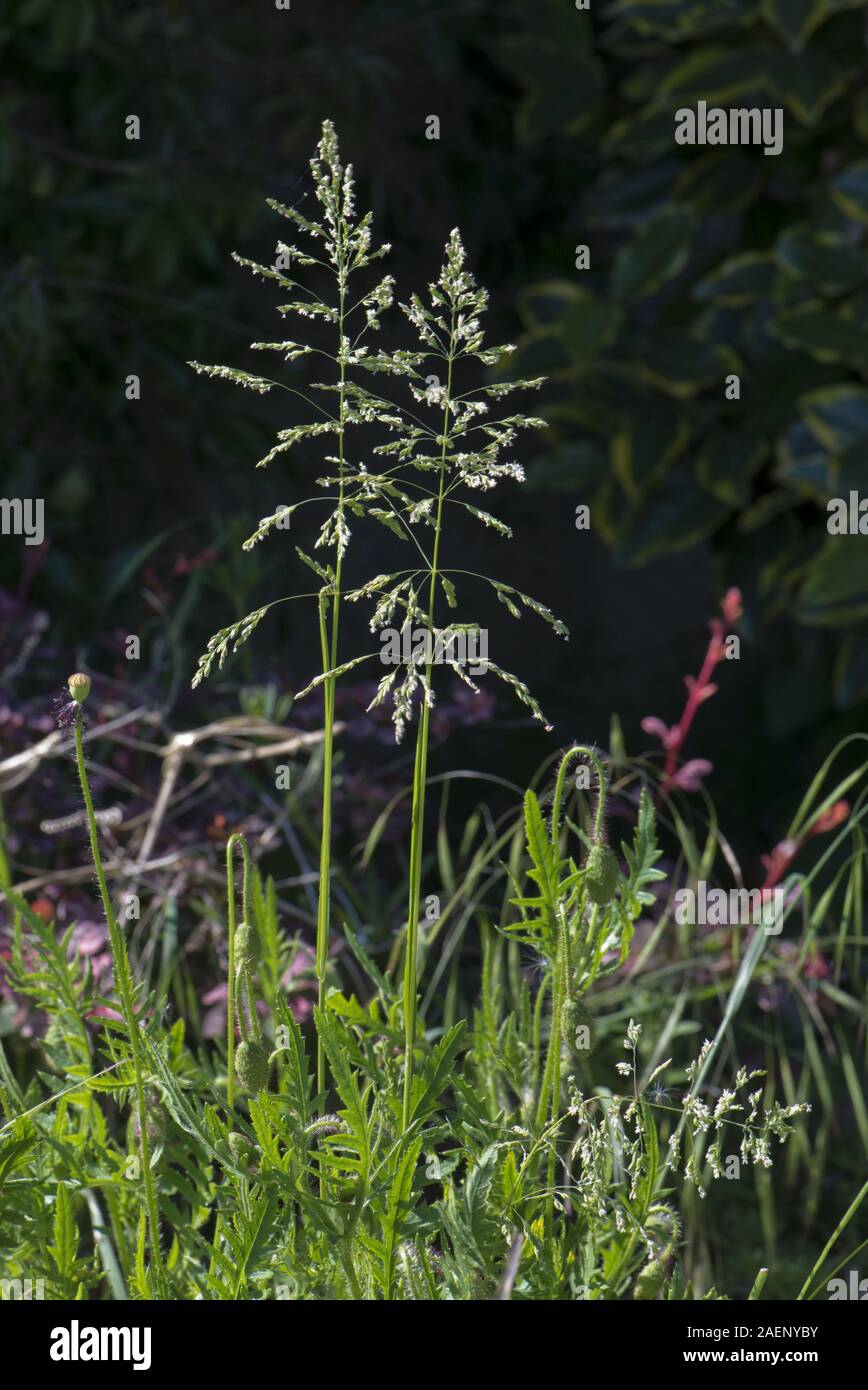 Smooth meadow-grass, Poa pratensis, flowering spikes, Berkshire ...