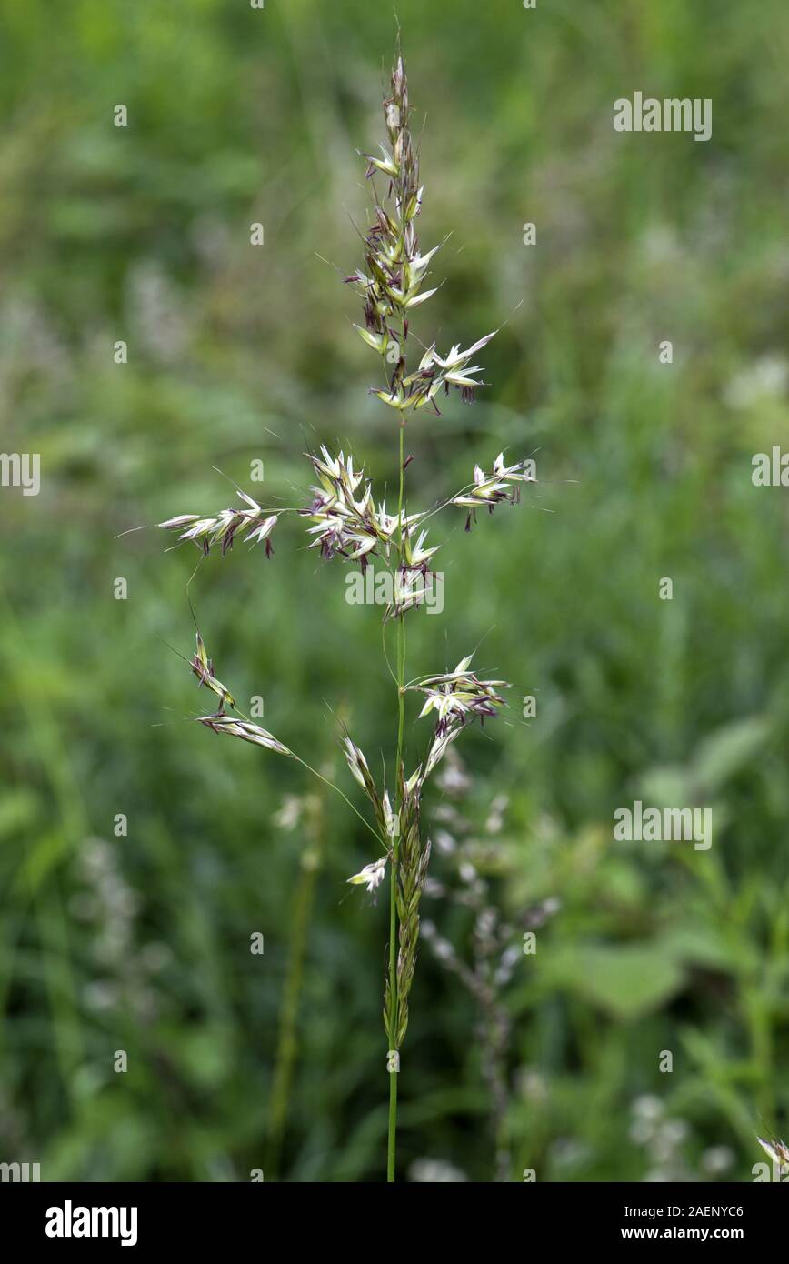 False oat-grass or onion couch, Arrhenatherum elatius, flowering spikes ...