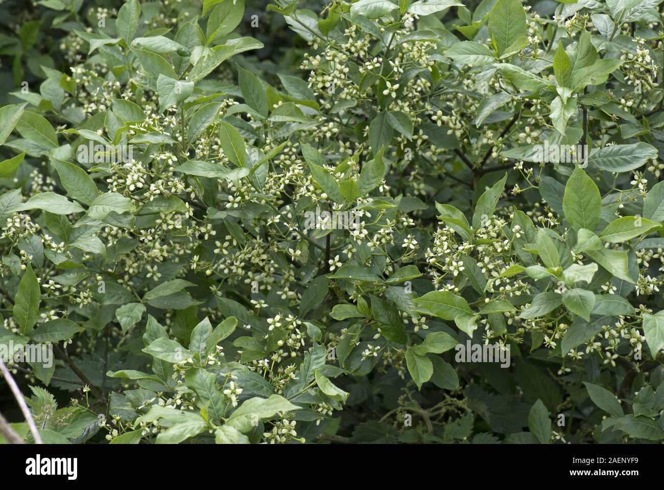 Flowering European spindle tree, Euonymus europaeus, flowering plant ...