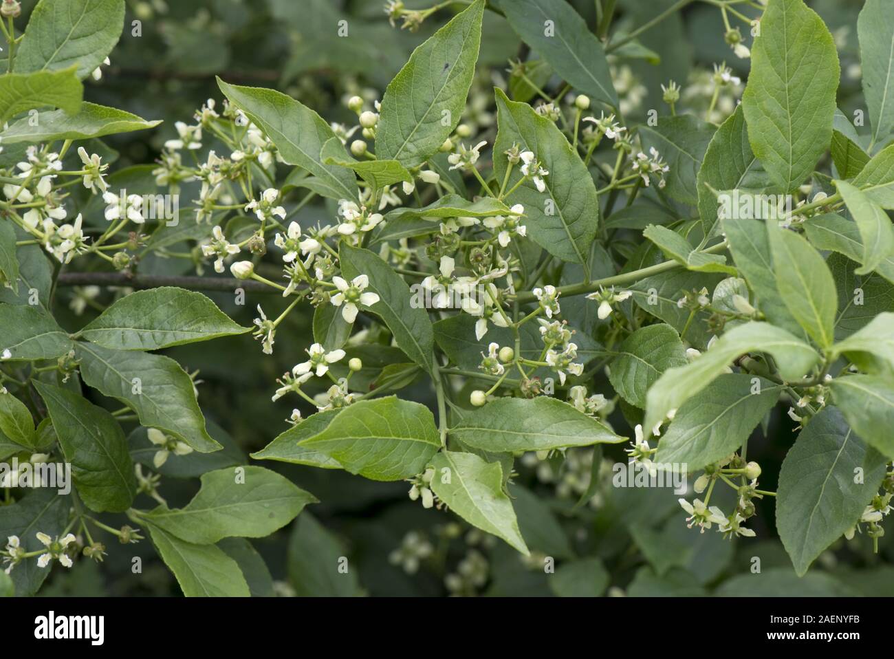 Flowering European spindle tree, Euonymus europaeus, flowering plant ...
