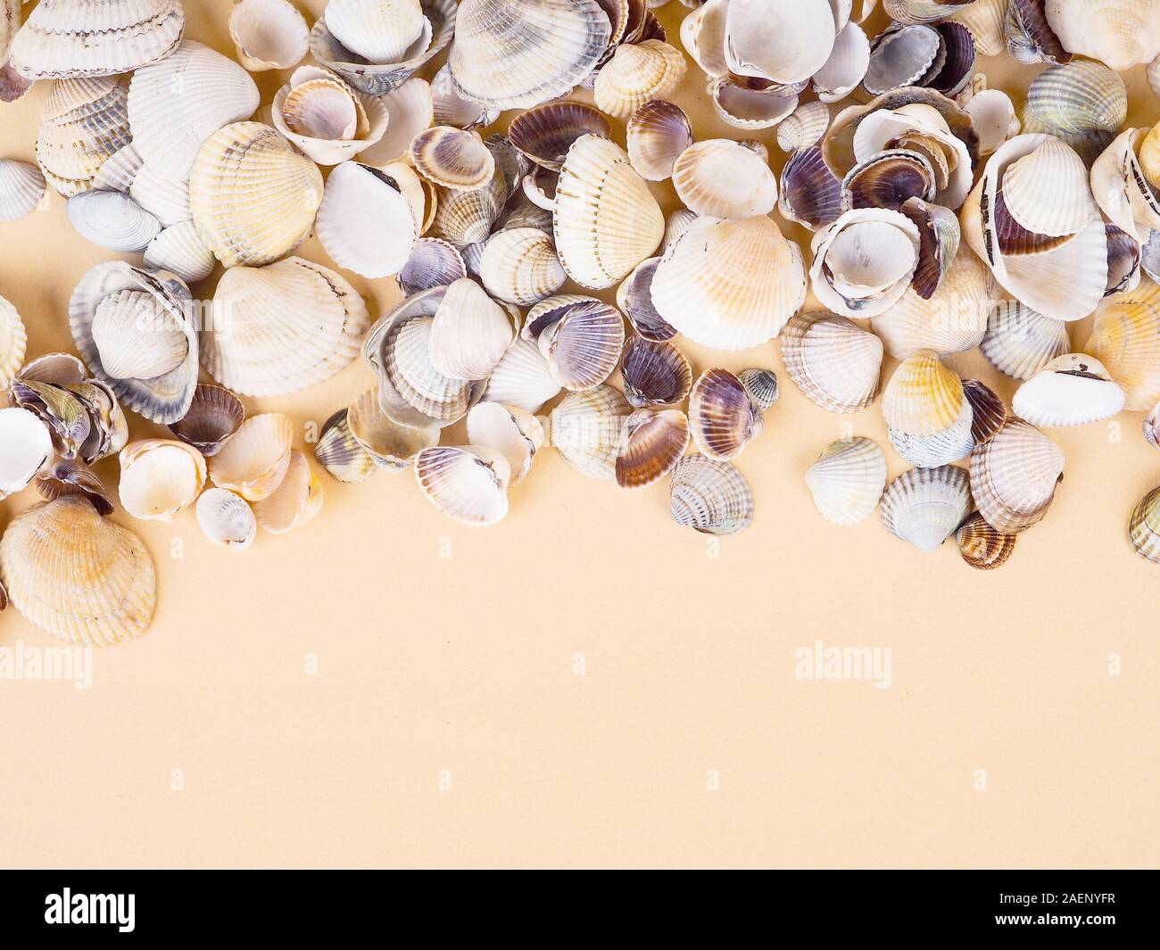 sand, shells and starfish top view with place for text. Travel, sea ...