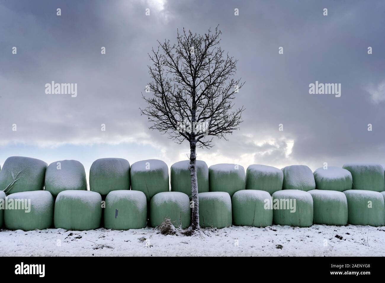 10 December 2019, Bavaria, Görisried: Silage bales covered with snow ...