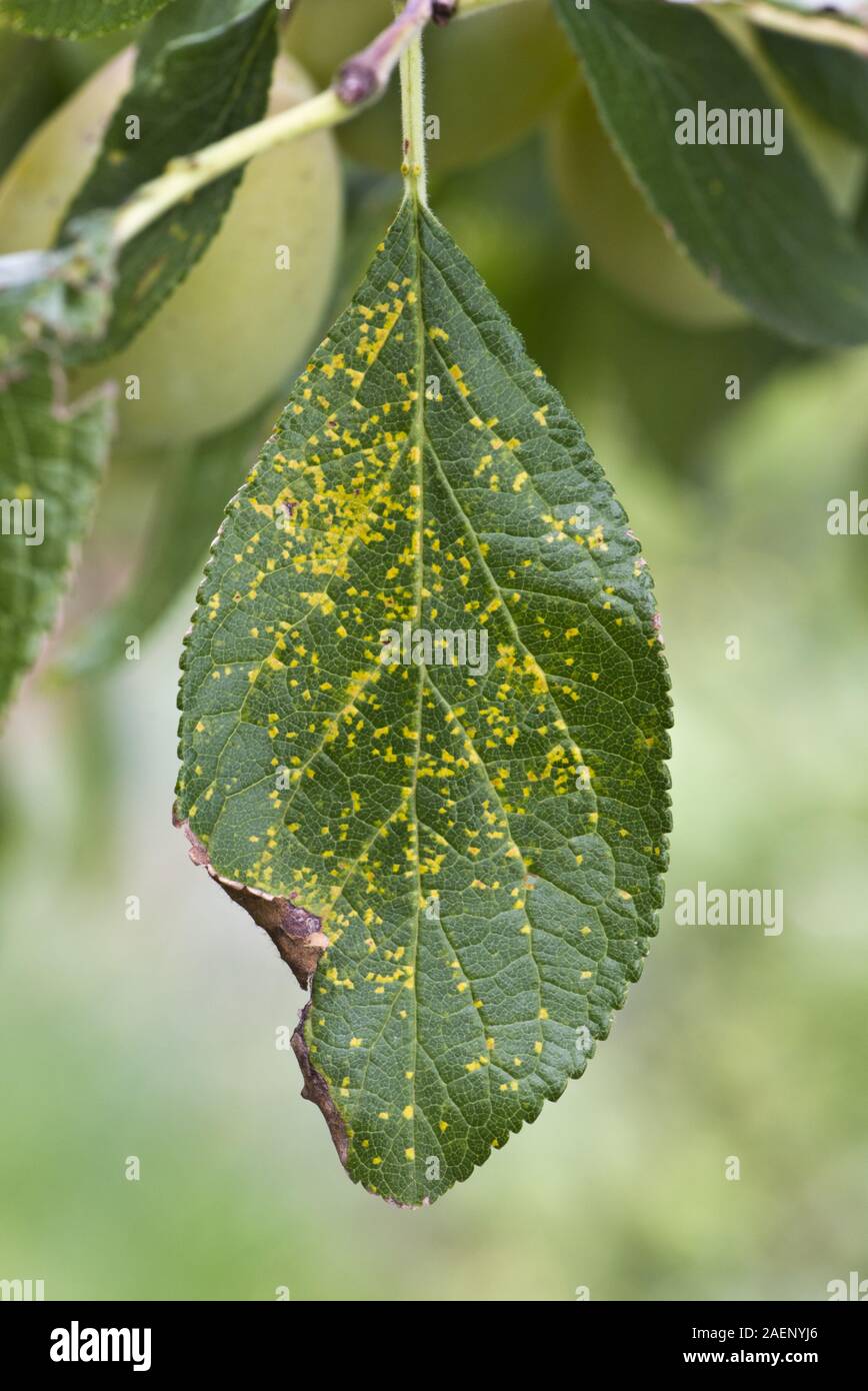 Plum rust tranzschelia discolor necrotic hi-res stock photography and ...