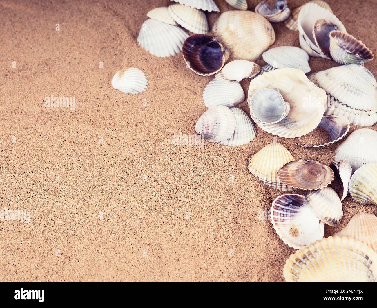sand, shells and starfish top view with place for text. Travel, sea ...