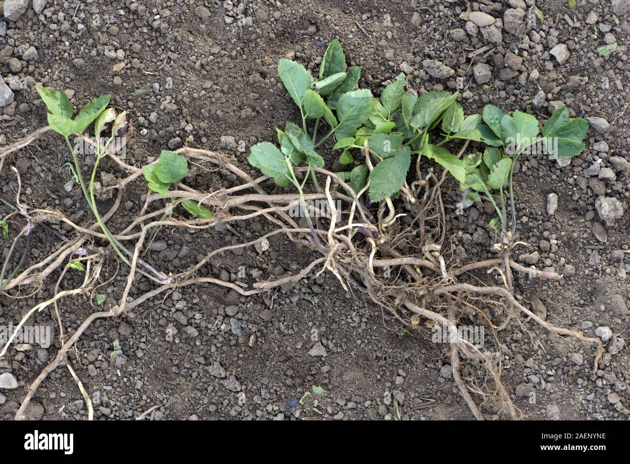 Ground elder, Aegopodium podograria, plant from a vegetable patch ...