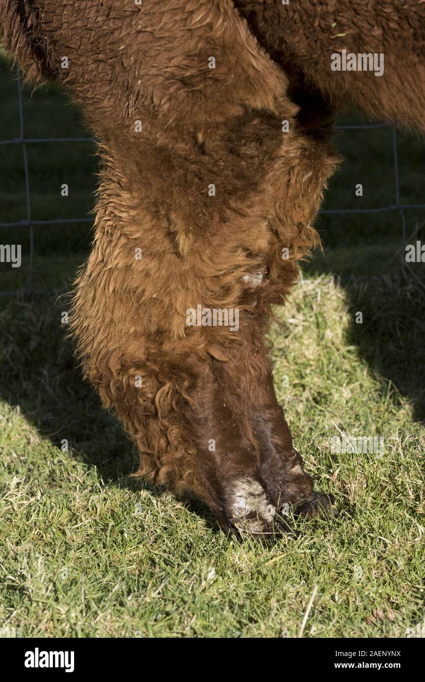Sarcoptic Mange In Cattle