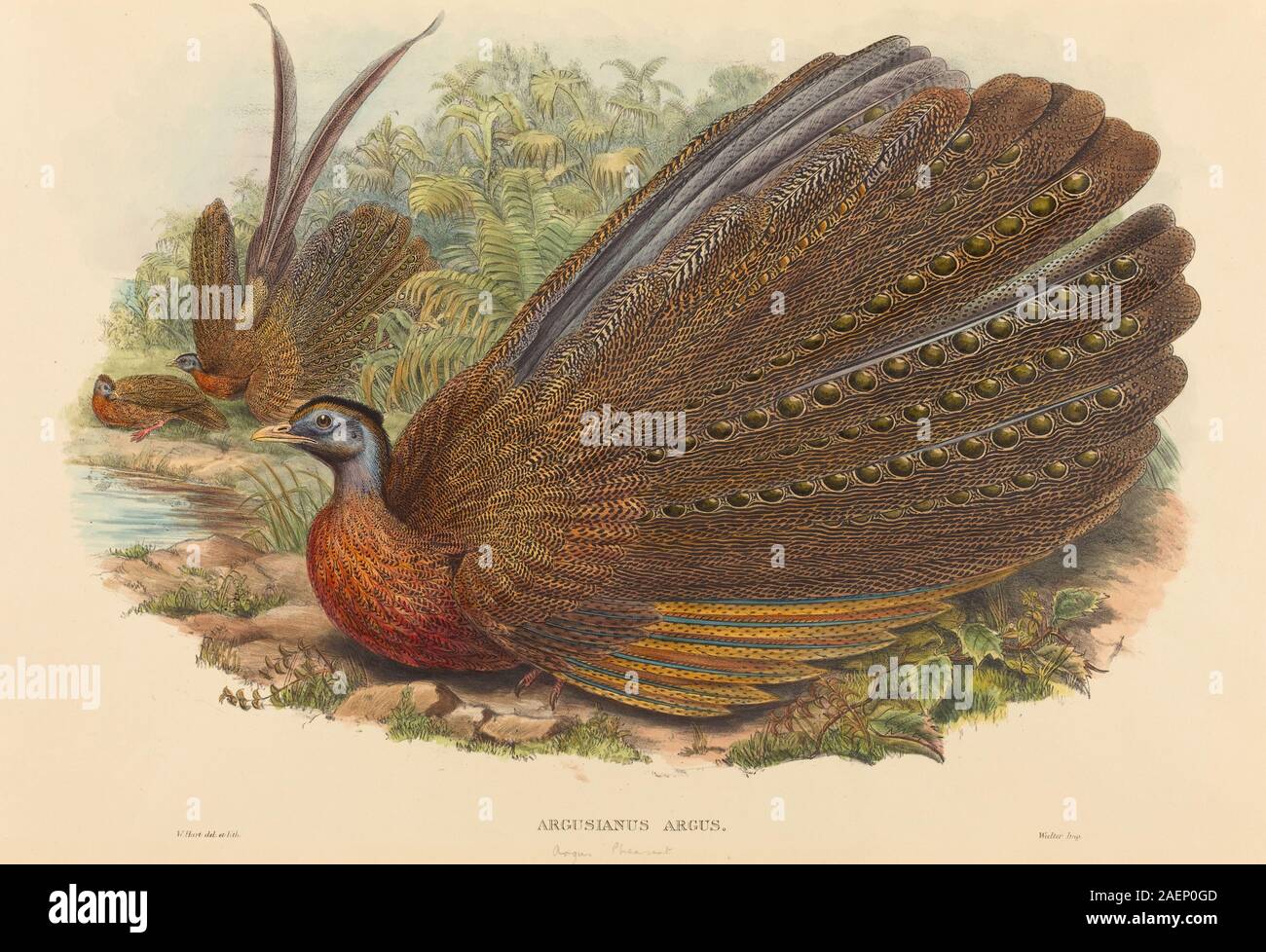 Argus argus pheasant argusianus argus hi-res stock photography and ...