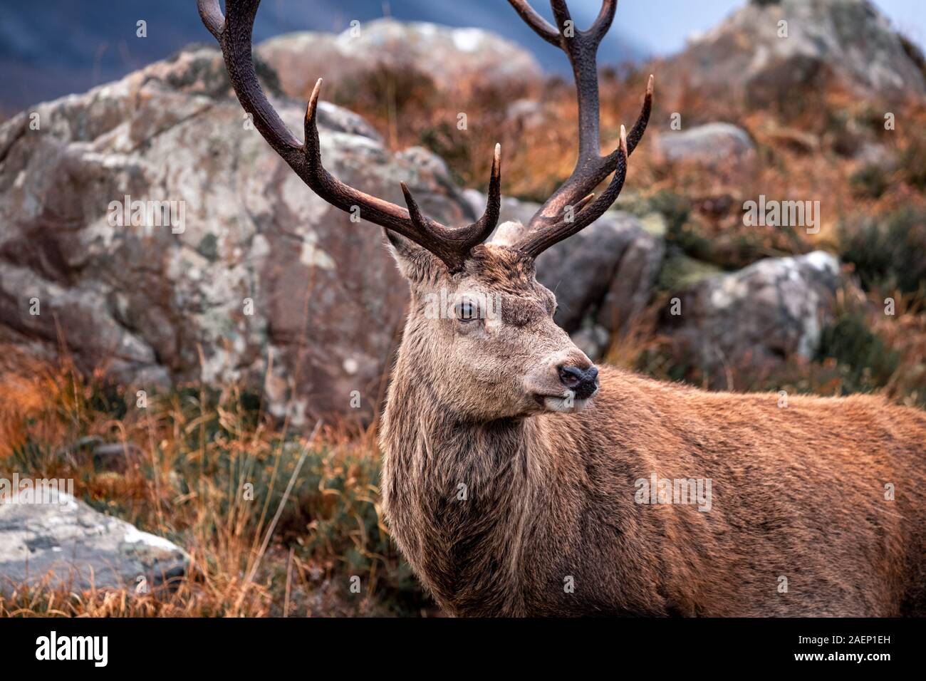 Deer Hunter High Resolution Stock Photography and Images - Alamy
