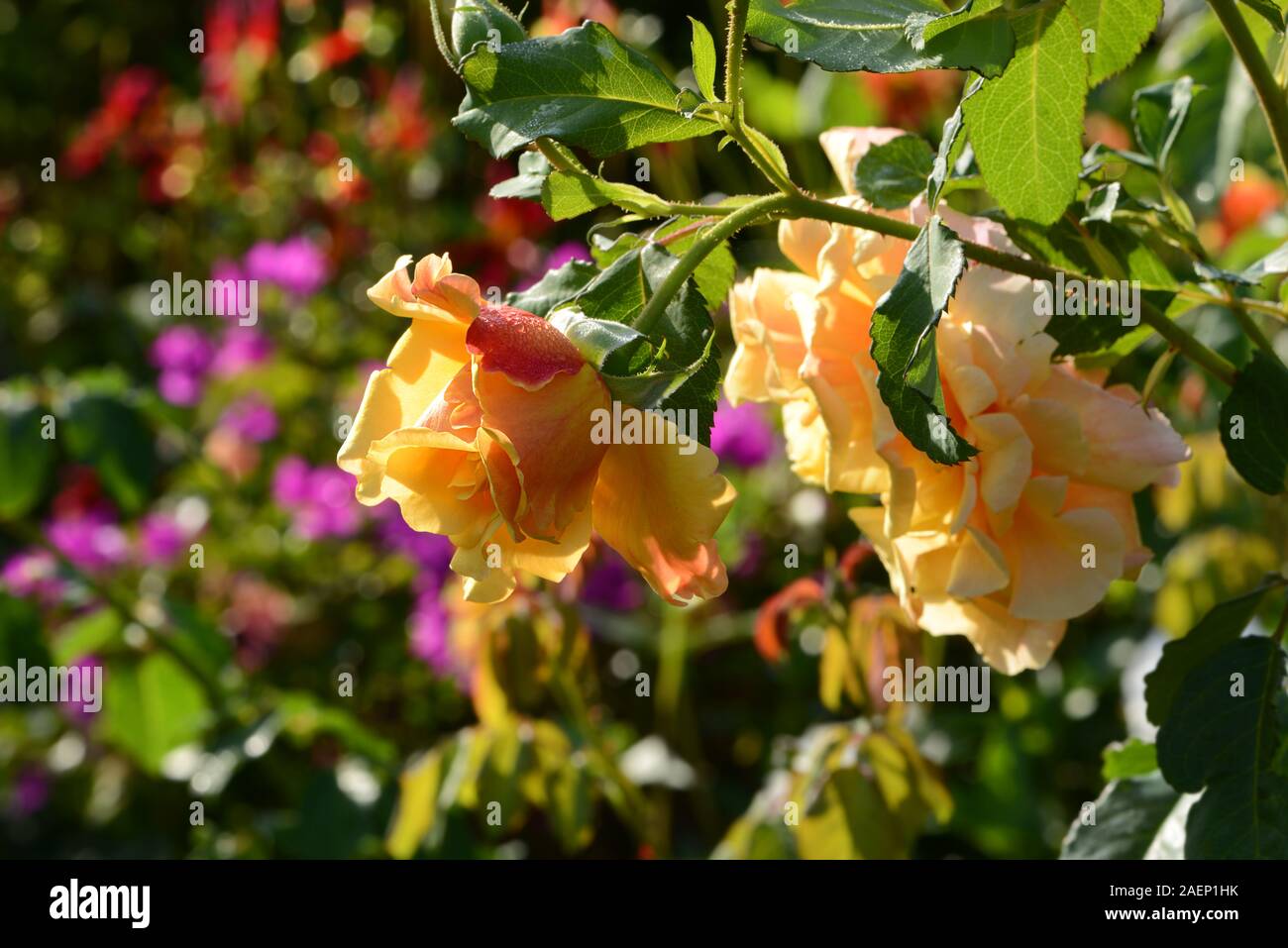 a beautiful butterfly alighted on a beautiful flower Stock Photo - Alamy