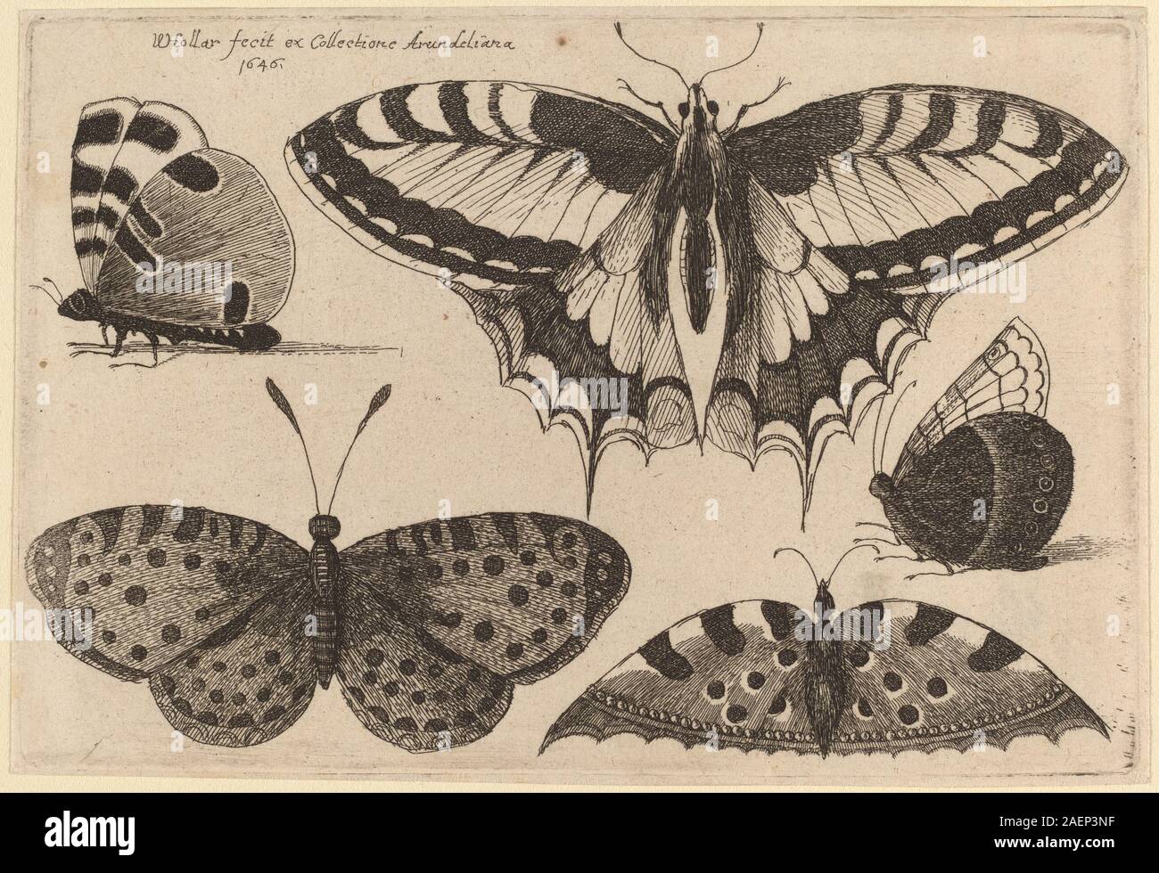 Five butterflies hi-res stock photography and images - Alamy