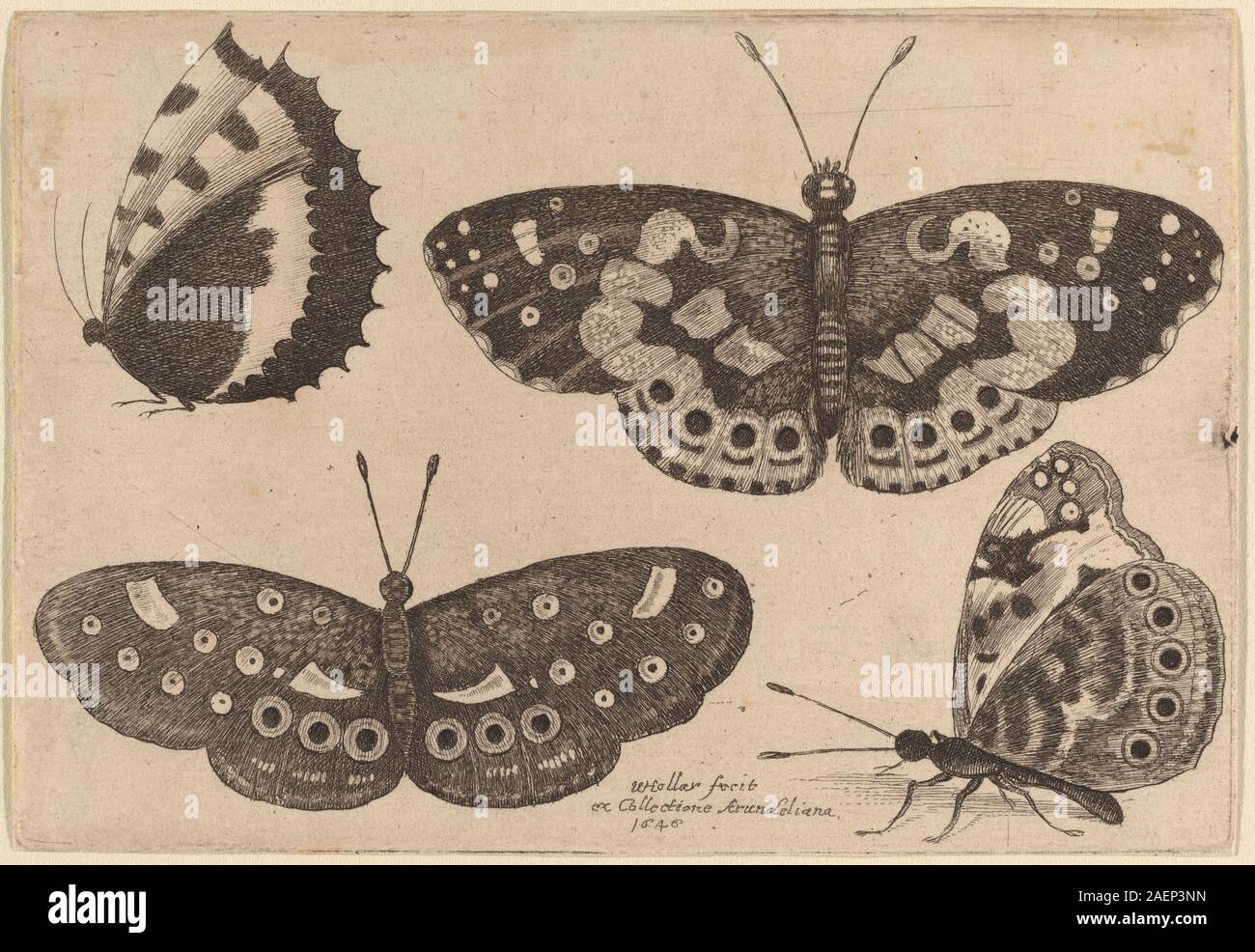 Detailed study of butterflies hi-res stock photography and images - Alamy