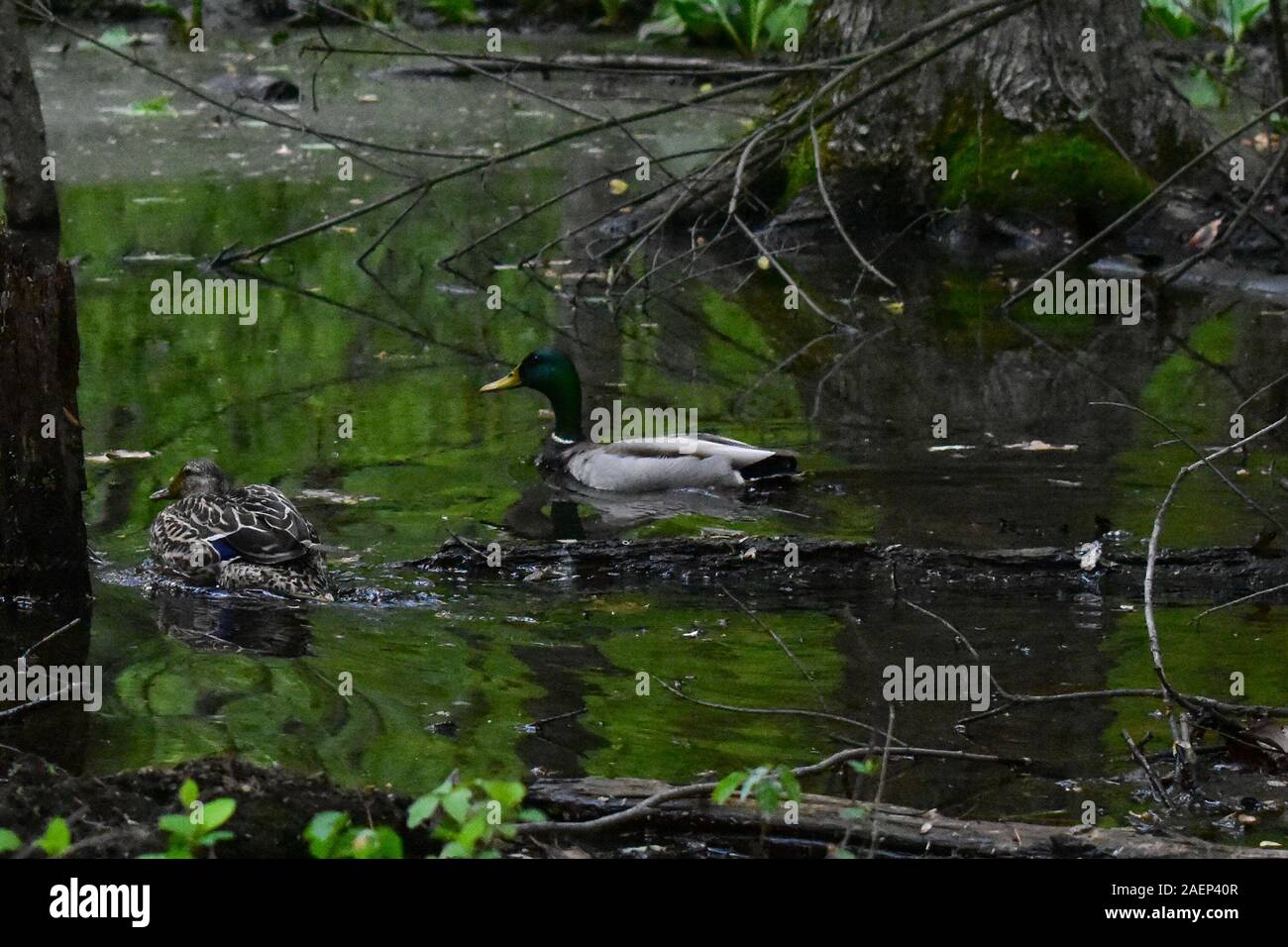 Usa swamp duck hi-res stock photography and images - Alamy
