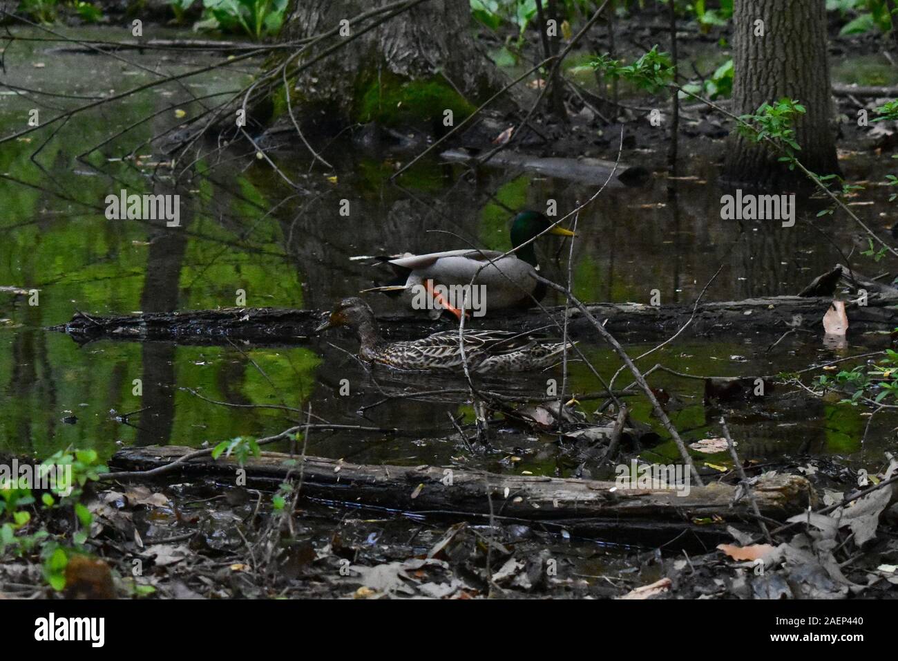 Usa swamp duck hi-res stock photography and images - Alamy