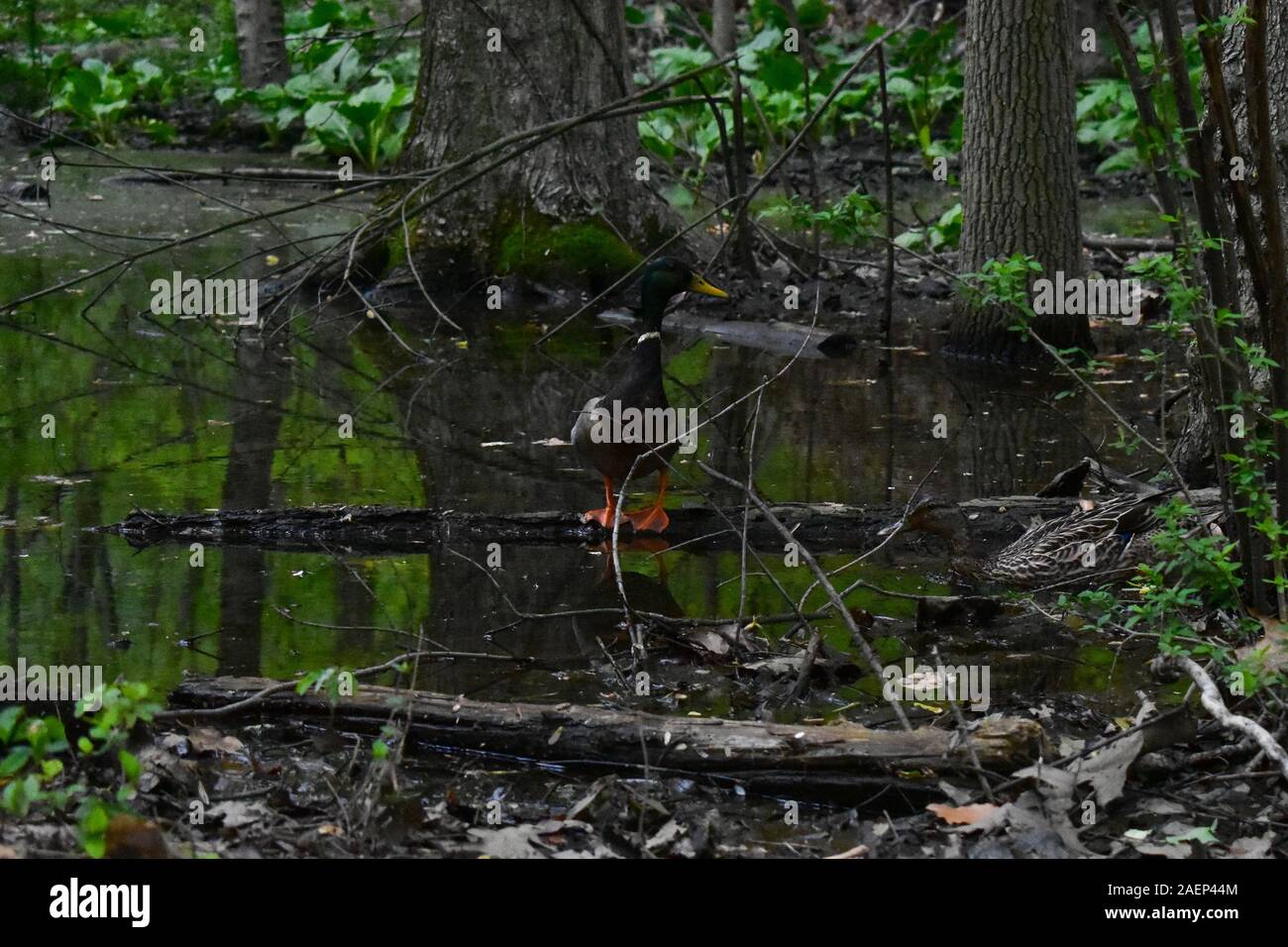 Usa swamp duck hi-res stock photography and images - Alamy