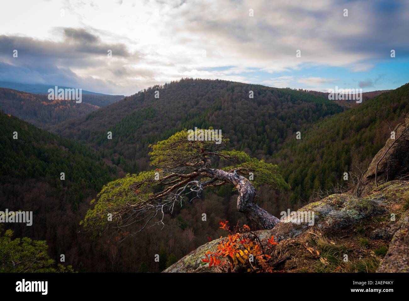 old mystical tree in national Park Harz Stock Photo - Alamy