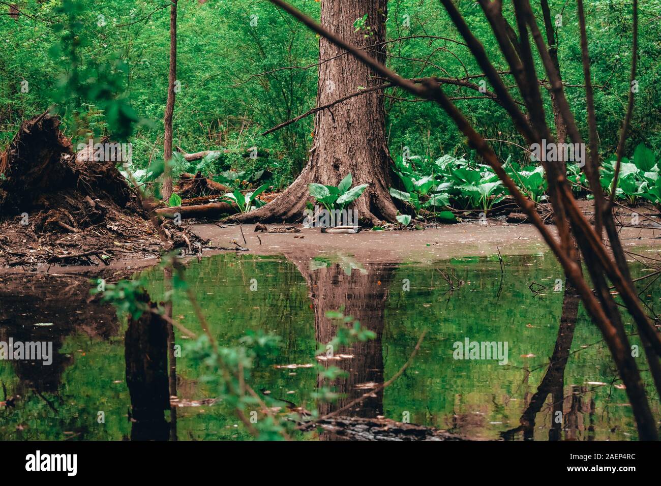 North american swamp plants hi-res stock photography and images - Alamy