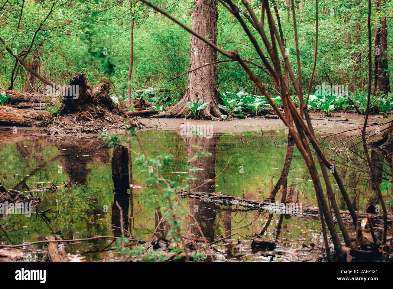 North american swamp plants hi-res stock photography and images - Alamy