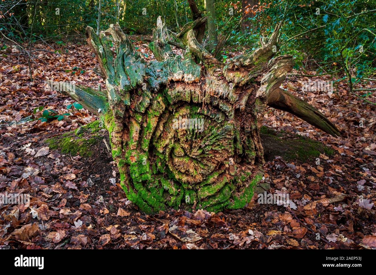 Rotted tree trunk viewed from the end in Ecclesall Woods, ancient ...