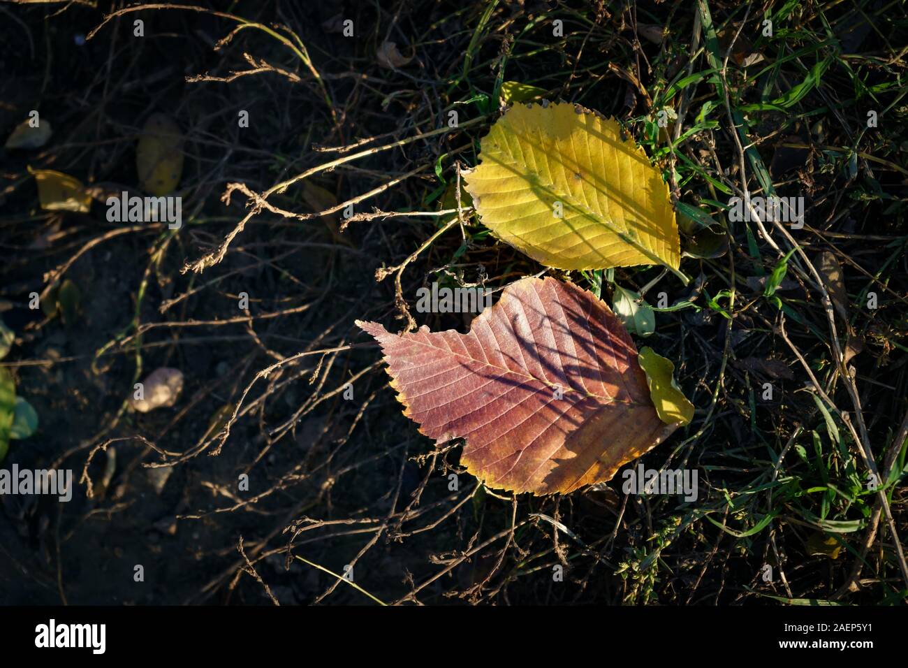 Two fallen from the tree leaves on the ground, yellow and red. Nature ...