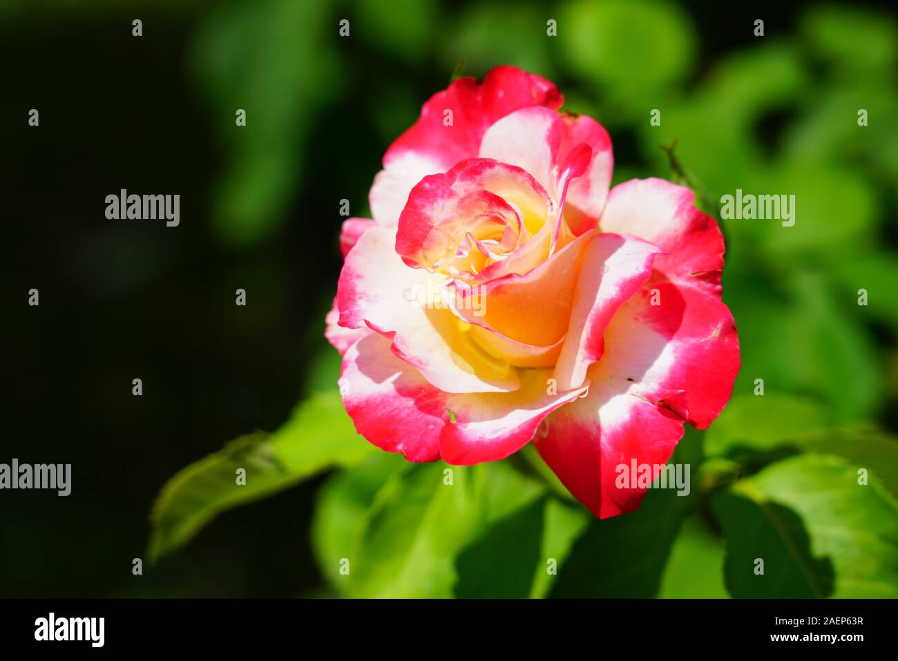 Pink white rose flower hi-res stock photography and images - Alamy