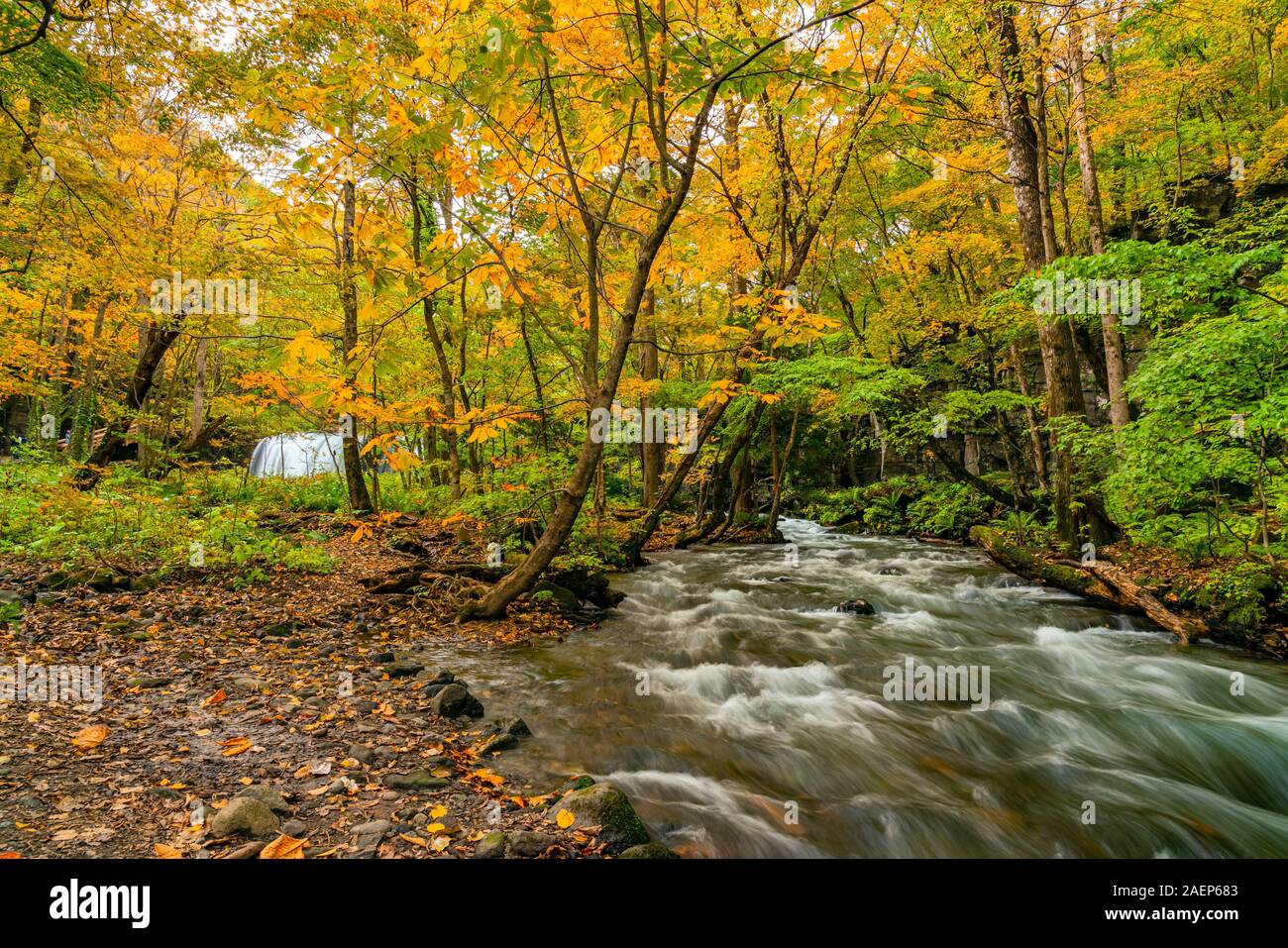 Clear Oirase Mountain Stream flow through the forest of colorful ...
