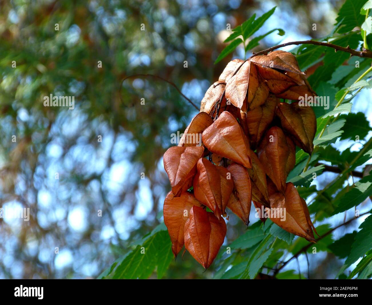 lantern tree detail. botanical name Koelreuteria paniculata. deciduous street tree. rusty brown ...