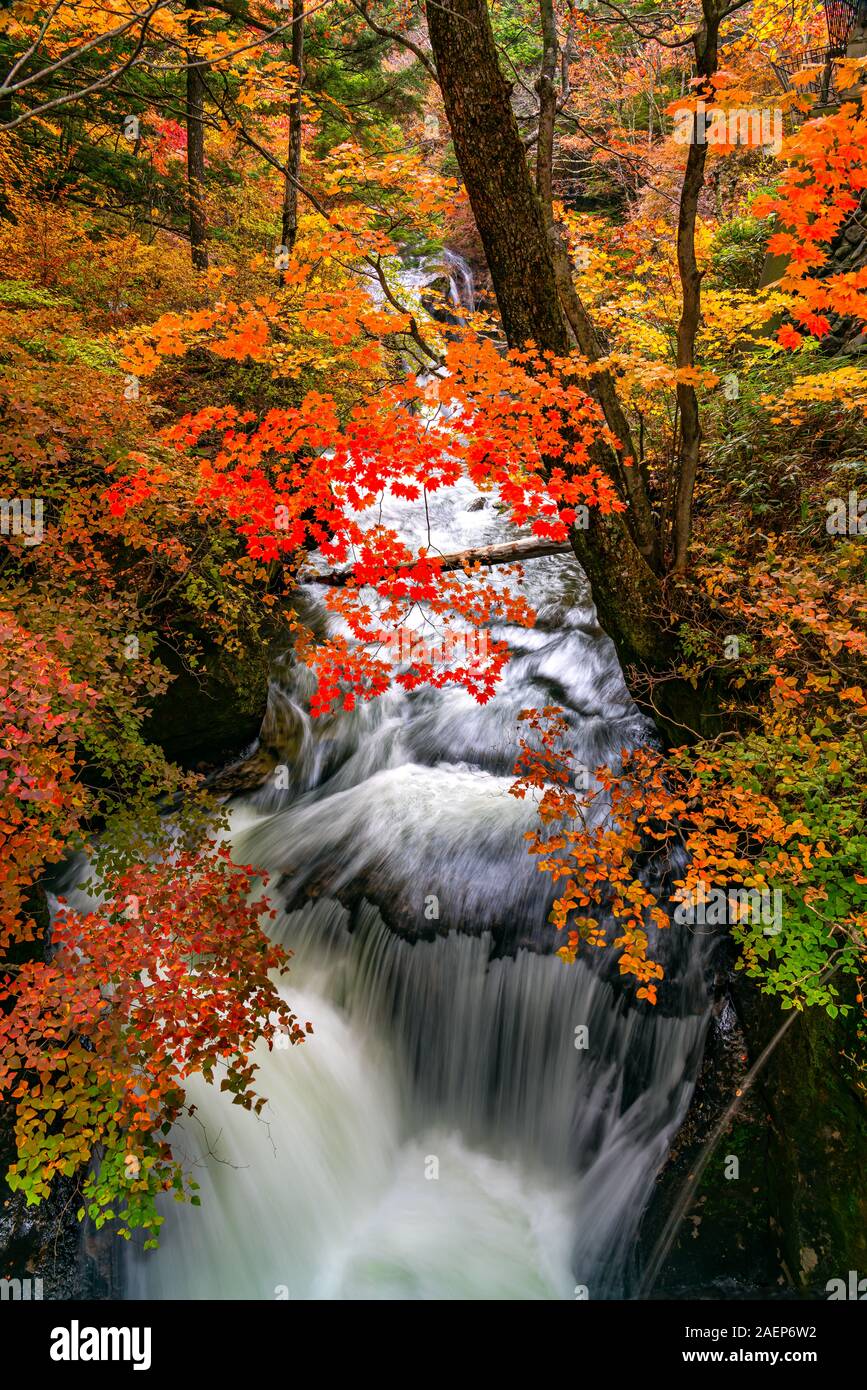 Beautiful autumn forest with the colorful foliage and flow of the ...