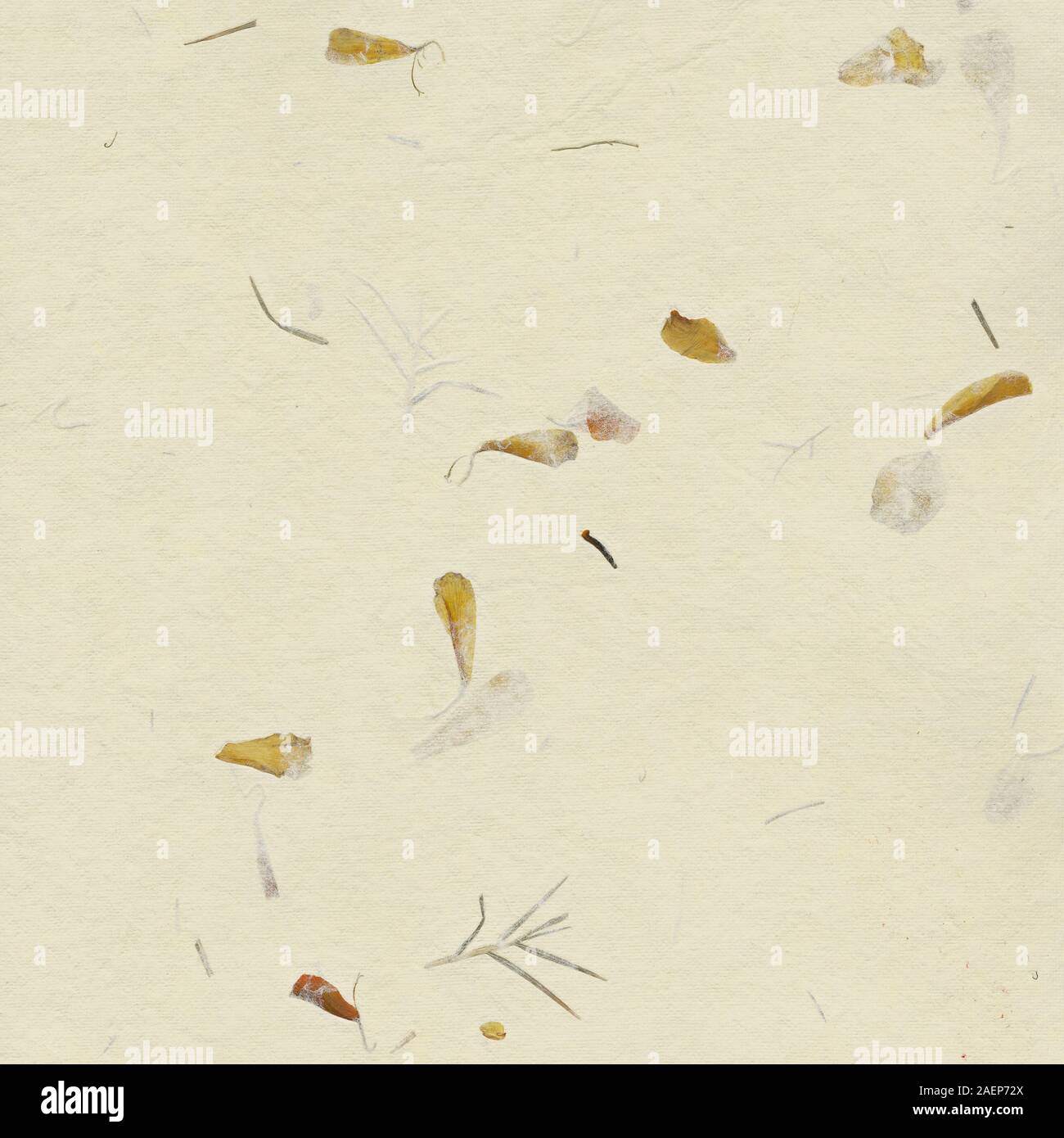 White paper background with dry flowers Stock Photo - Alamy