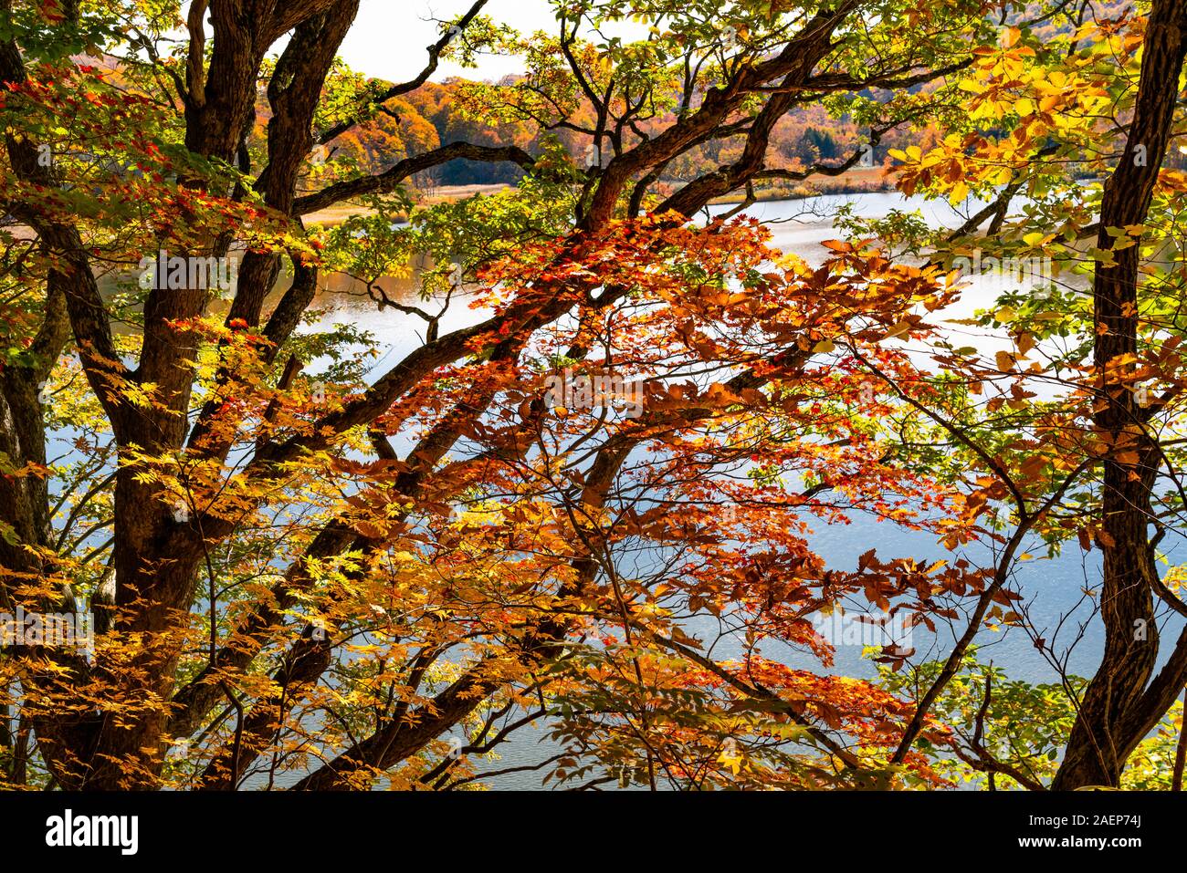 Colorful foliage at Onuma Pond Walking Trail in Towada Hachimantai ...
