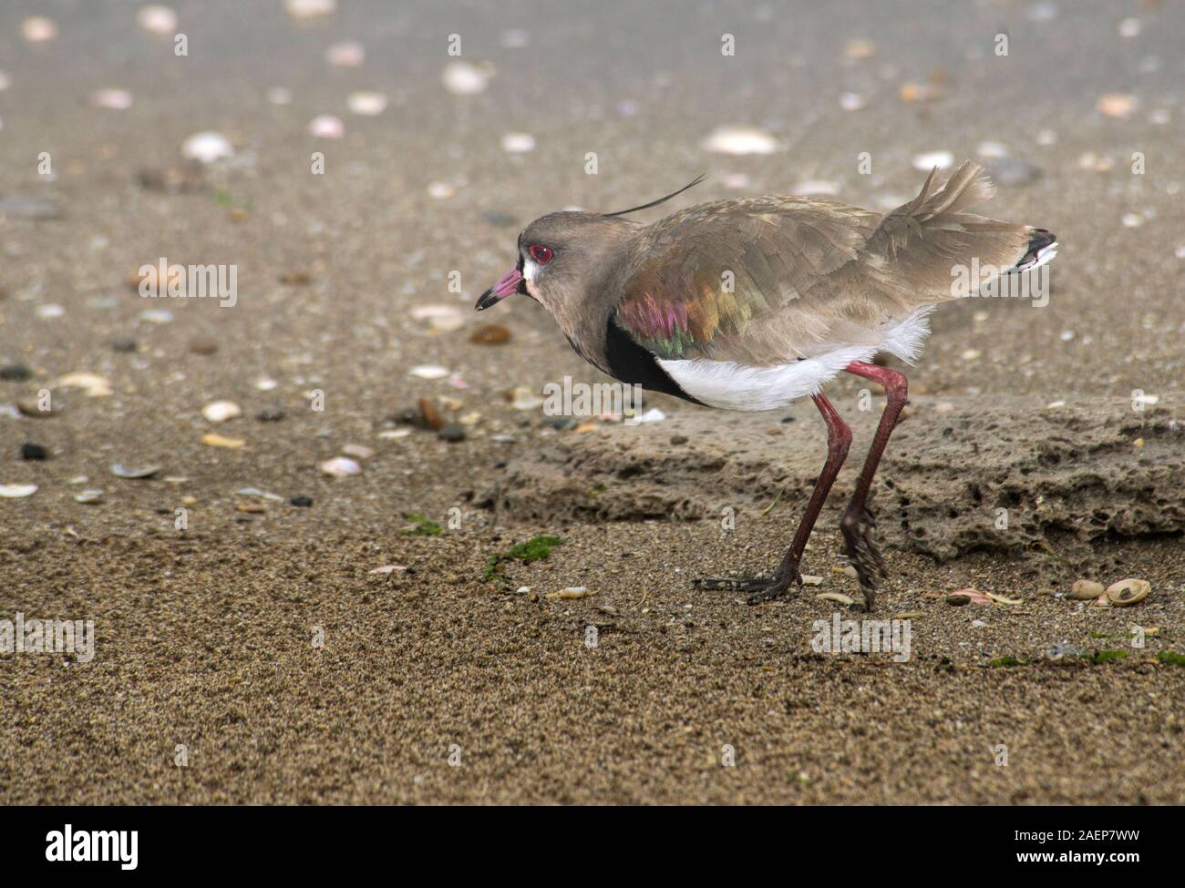 Southern lapwing chasing insects on the beach Stock Photo - Alamy