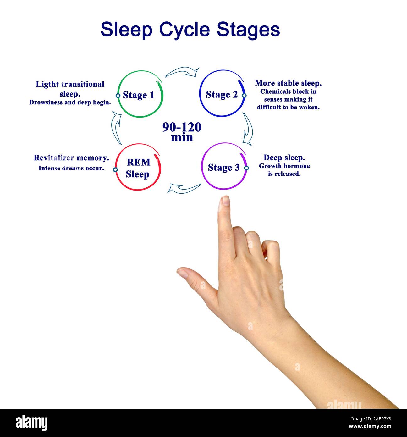 woman presenting Sleep Cycle Stages Stock Photo - Alamy